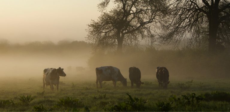 Learn more about Nutridor, part of TGI Group, Dairy Manufacturers in ...